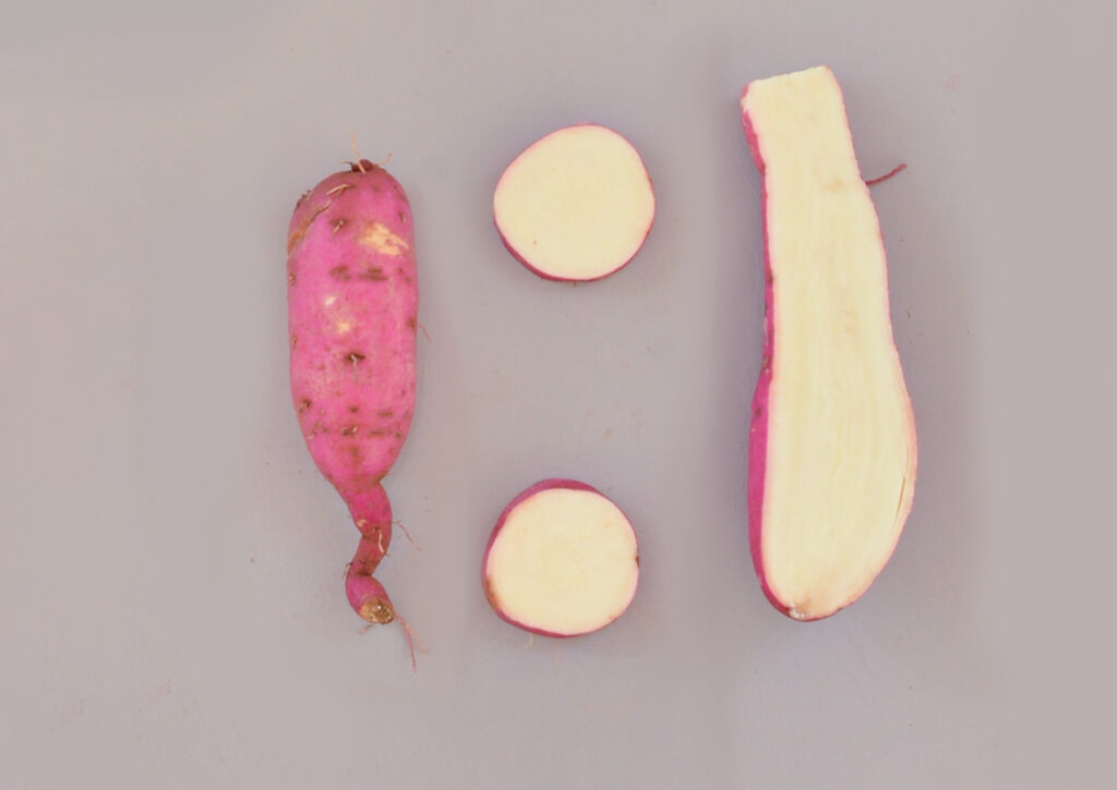 All Varieties - Sweetpotato Catalogue