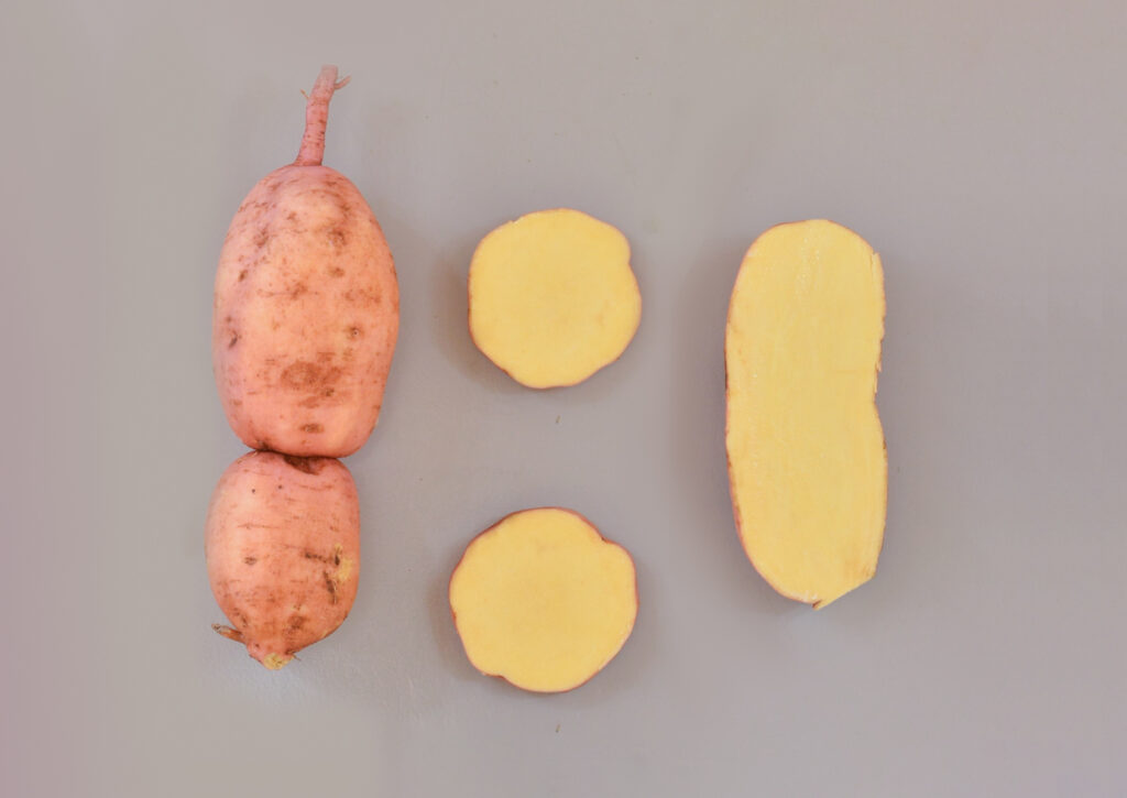 All Varieties - Sweetpotato Catalogue