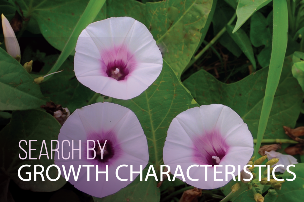 Growth Characteristics - Sweetpotato Catalogue